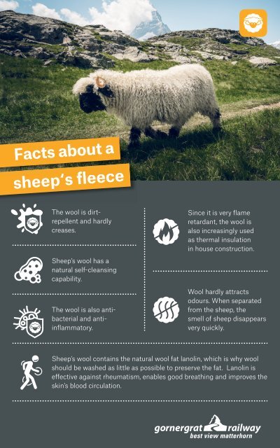 Sheep wool facts