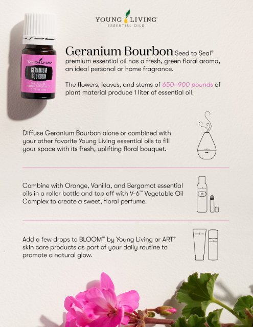 Geranium Bourbon Infographic