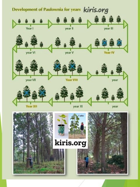 kiris.org ; Resumen y ventajas del árbol de kiri paulownia superhibrido ...