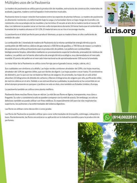 kiris.org ; Resumen y ventajas del árbol de kiri paulownia superhibrido ...