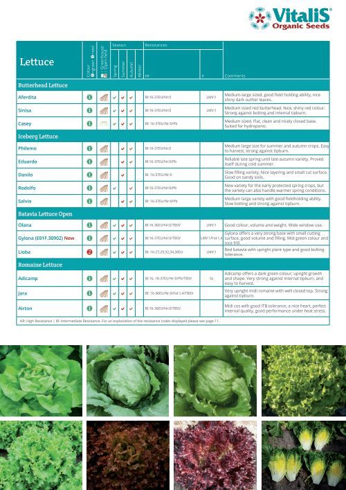 Lettuce Types Chart