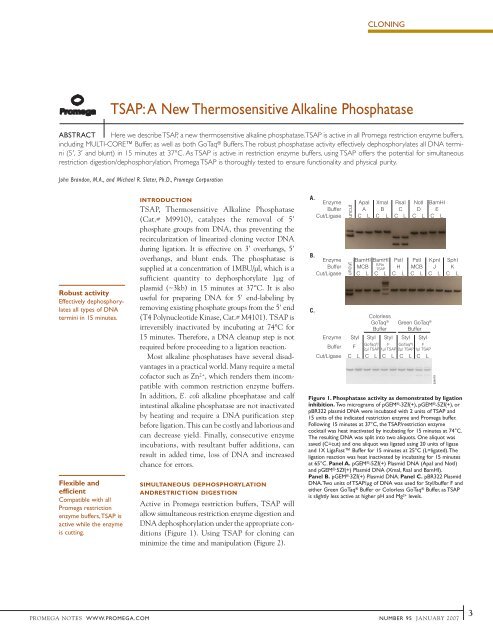 TSAP: A New Thermosensitive Alkaline Phosphatase - Promega