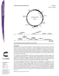 pLVX-Puro Vector Information