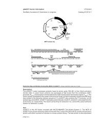 pGADT7 AD Vector Information