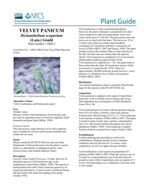 Velvet Panicum Plant Guide - Plant Materials Program