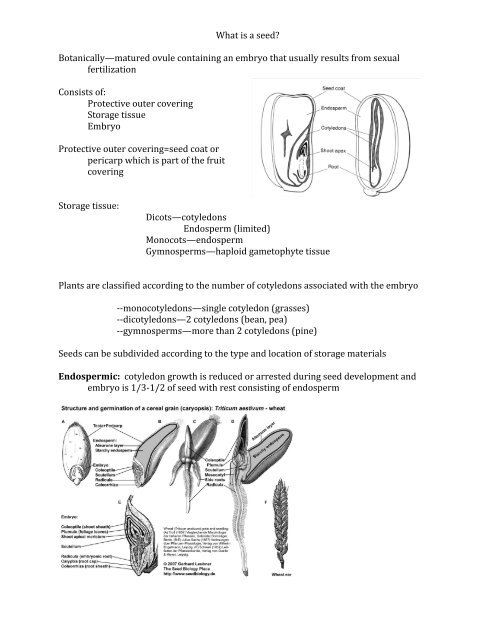 seed structure and development