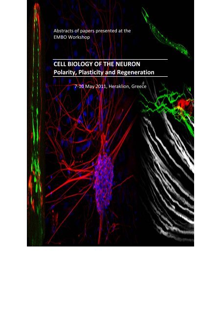 CELL BIOLOGY OF THE NEURON Polarity ... - Tavernarakis Lab