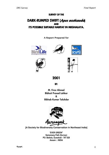 Apus acuticauda - Aaranyak