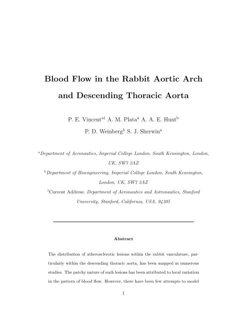 Blood Flow in the Rabbit Aortic Arch and Descending Thoracic Aorta