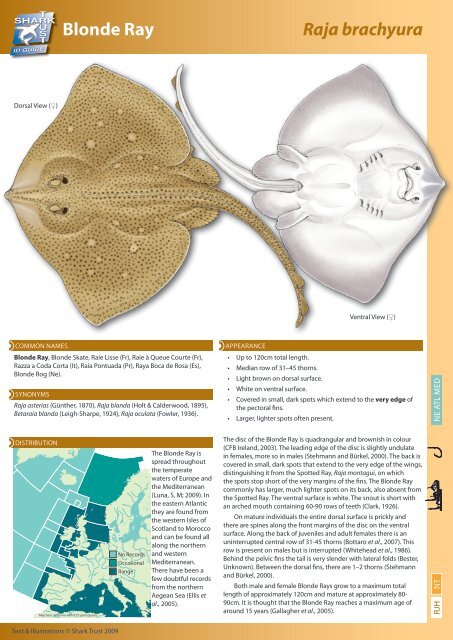 Blonde Ray Raja brachyura - The Shark Trust