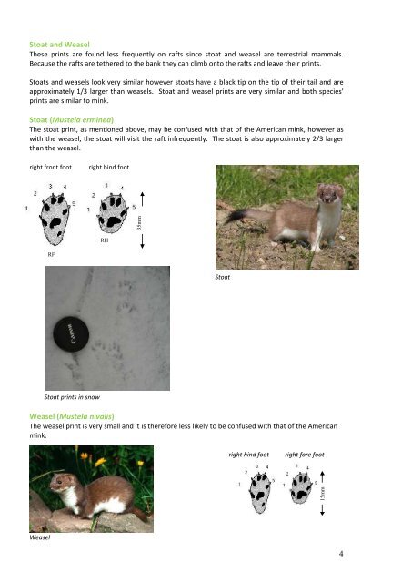 Stoat and Weasel These pr