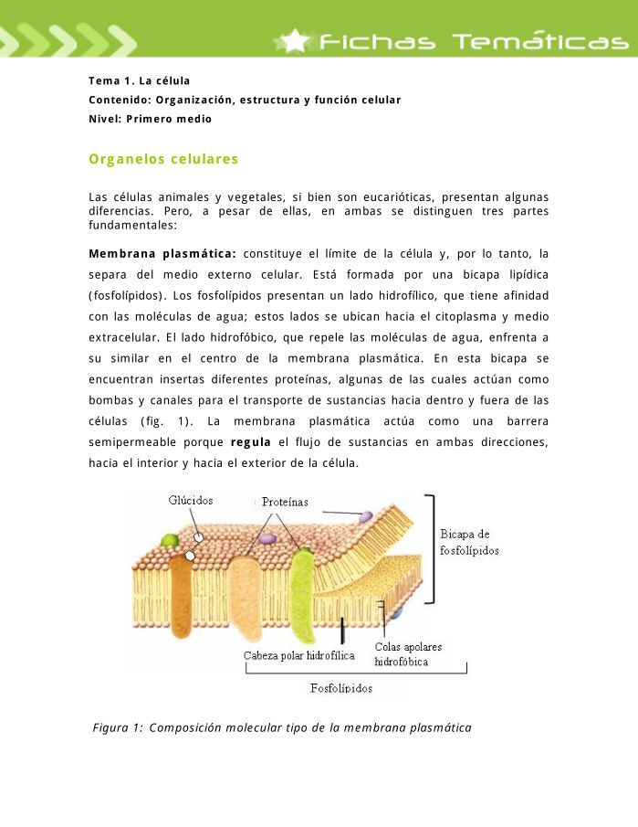 Organelos Celulares Organelos Celulares Y Sus Funciones BIOLOGIA