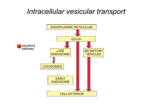 Intracellular vesicular transport
