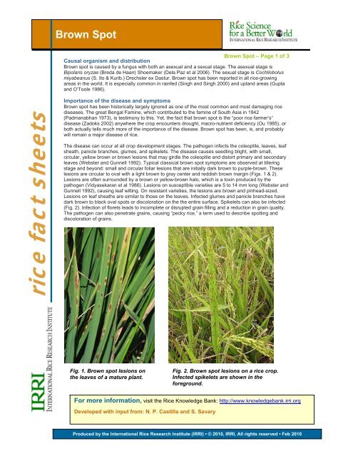 Rice Fact Sheet - Brown Spot - Rice Knowledge Bank - IRRI
