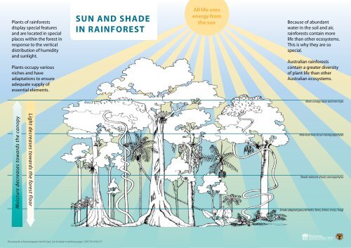 Rainforest Kit - sun and shade in the rainforest stage 2-3 fact sheet