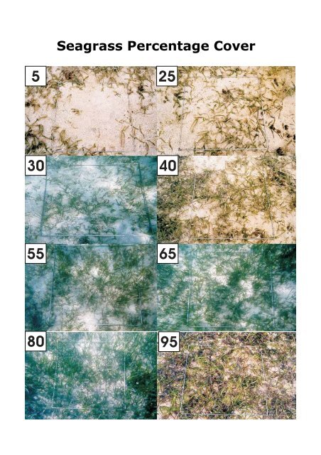 80% Seagrass Percentage Cover - Seagrass-Watch