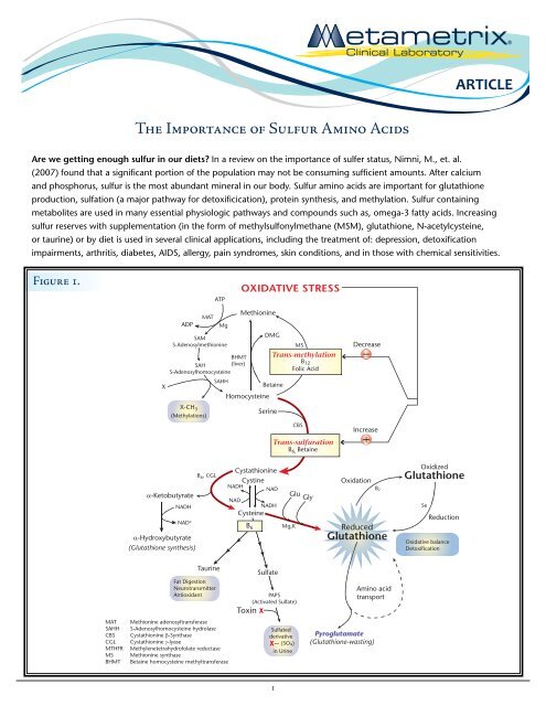 The Importance of Sulfur Amino Acids - Metametrix