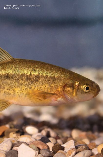 Slatkovodna staništa rib