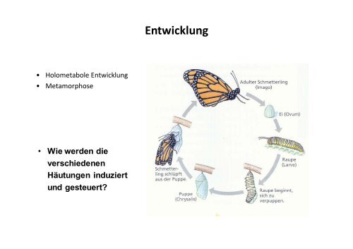 Hemimetabole Entwickl