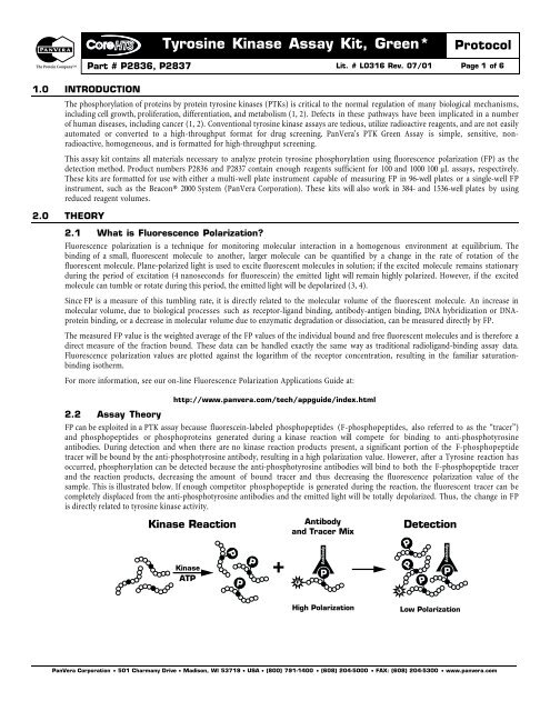 Tyrosine Kinase Assay Kit, Green* - Invitrogen
