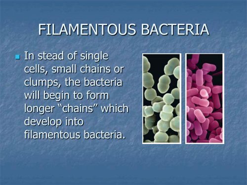 FILAMENTOUS BACTERIA
