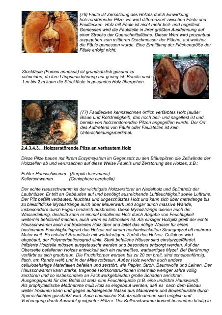 Fomes annosus (Trametes W