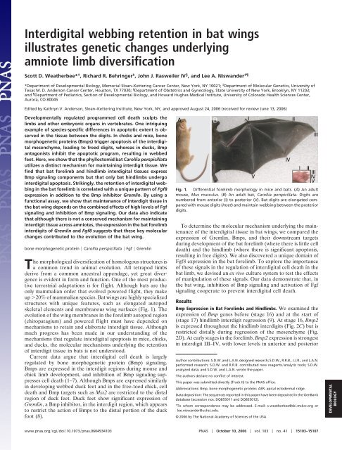 Interdigital webbing retention in bat wings illustrates genetic ...