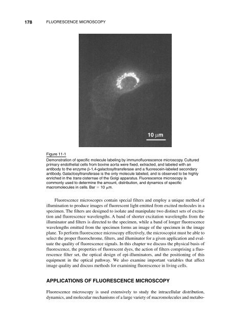 FLUORESCENCE MICROSCOPY O