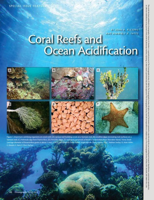 Ocean Acidification Coral Reefs Ocean Acidification Puts Coral Reefs