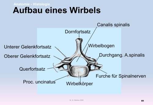 Anatomie - Histologie Wie