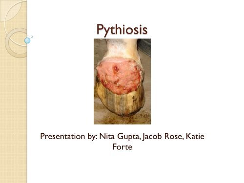 Pythiosis